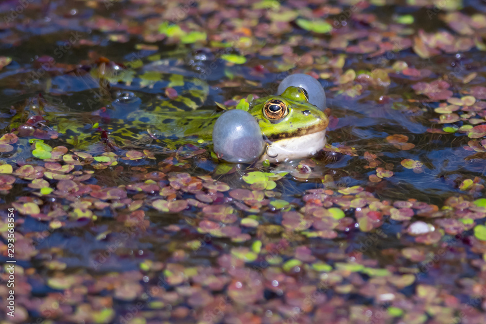 Green Frog with Puffed Up Cheeks in a Pool foto de Stock | Adobe Stock