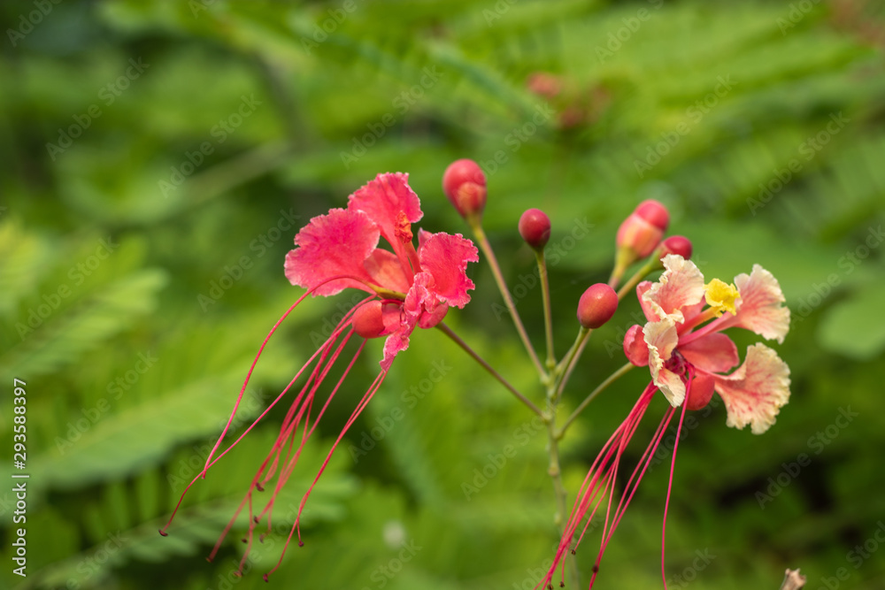 Flower Red color with unique texture and details Stock Photo | Adobe Stock