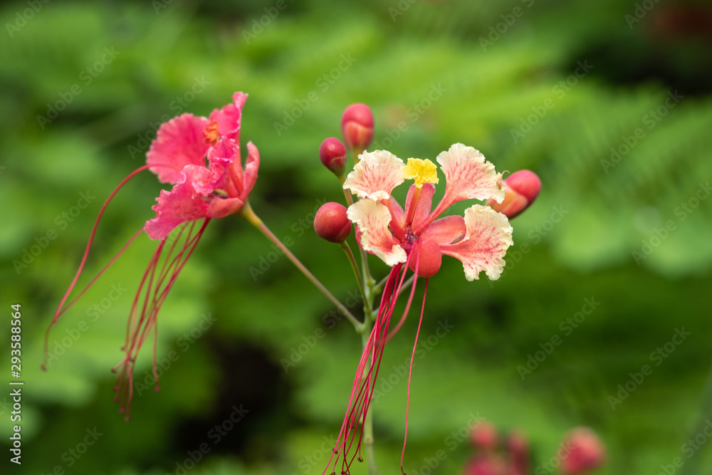 Flower Red color with unique texture and details Stock Photo | Adobe Stock