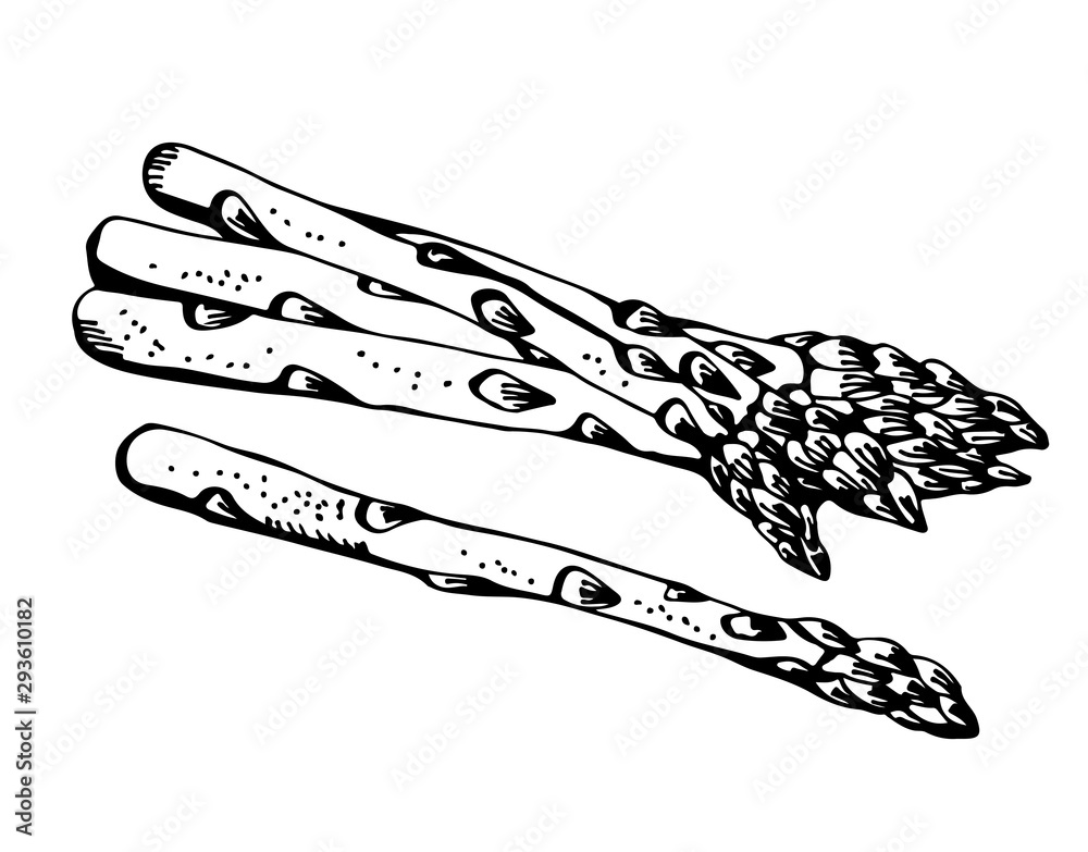 Asparagus vector drawing, hand drawn illustration isolated on white ...