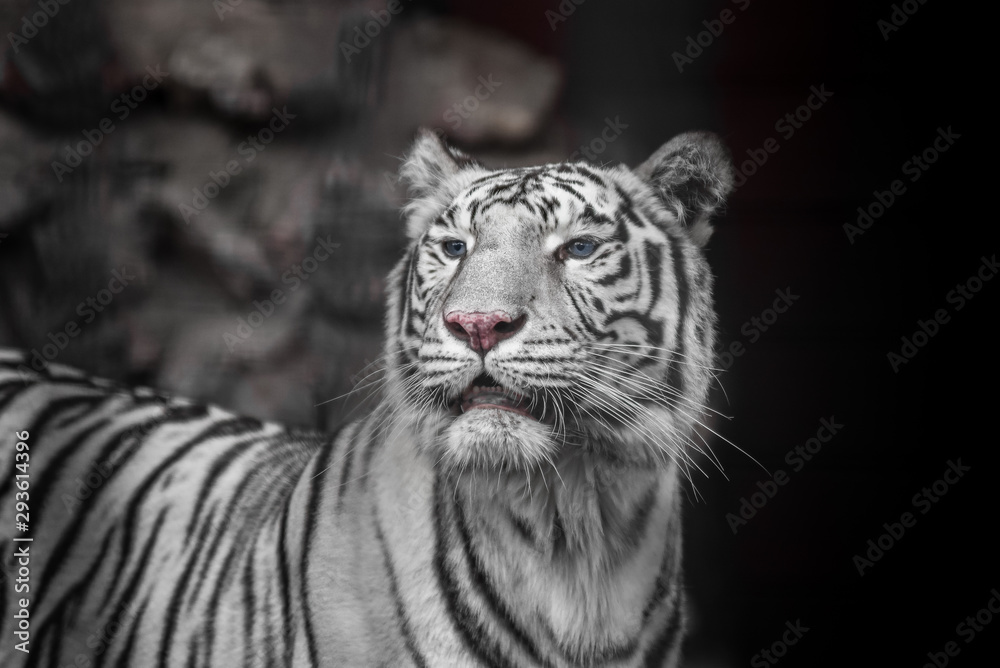 Tiger Angry Facebook Cover