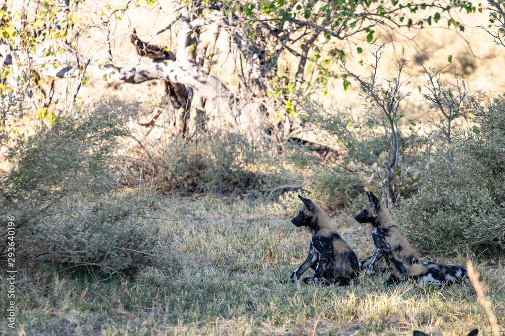 pack of wild dogs with cubs resting in the African savannah, endangered ...