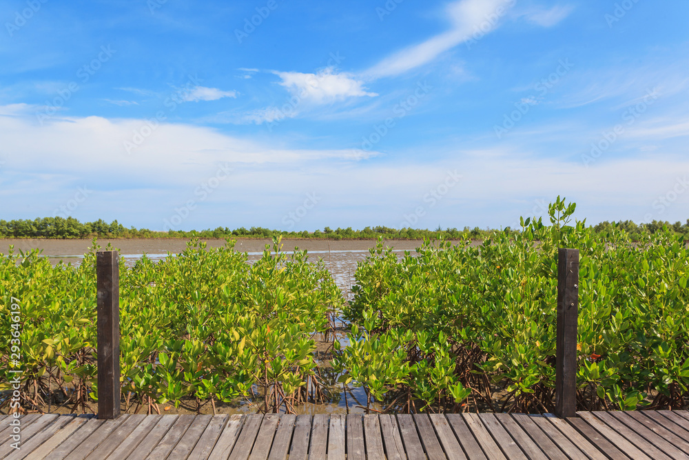 Beautiful green mangroves forest against blue sky background at ...