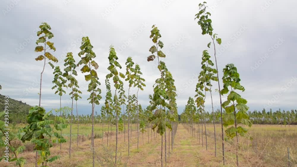 Paulownia tis extremely fast-growing tree. Green leaf and branches on ...