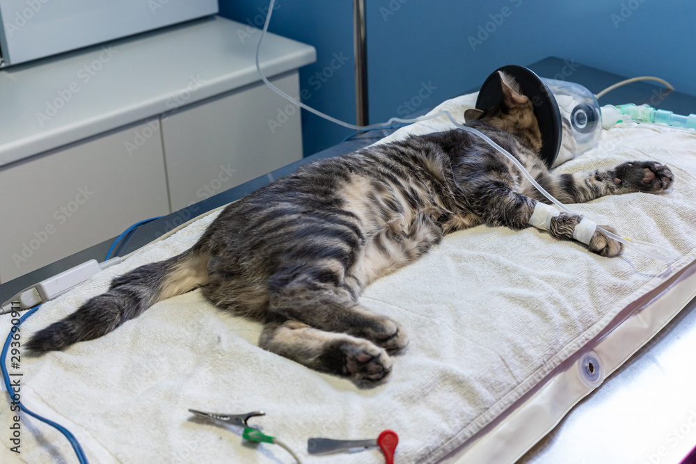 Tabby cat with oxygen mask Stock Photo | Adobe Stock