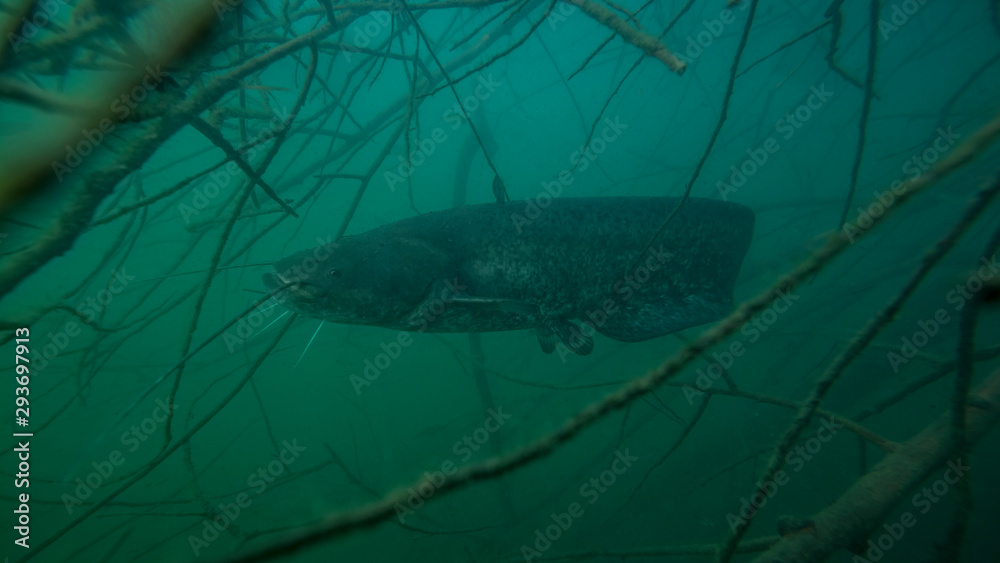 Adventurous picture of European catfish in nature habitat. Huge water ...