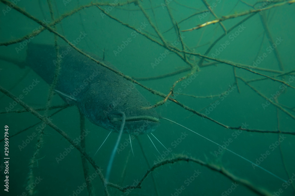 Adventurous picture of European catfish in nature habitat. Huge water ...