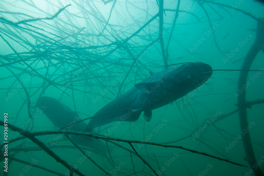 Adventurous picture of European catfish pair in nature habitat. Huge ...