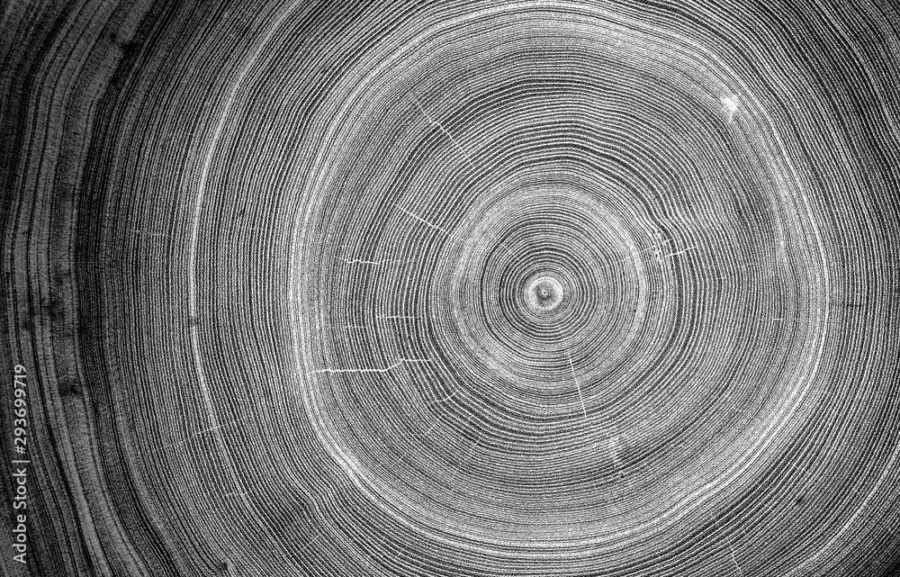 Detailed macro view of felled tree trunk or stump. Black and white ...