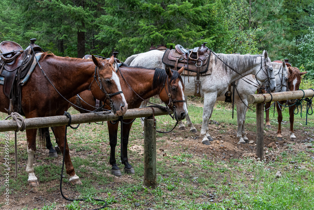 Group of horses saddled and bridled up and taking a break from a trail ...