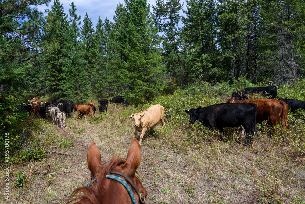 Cattle drive from the perspective of wrangler, forest of bushes and ...