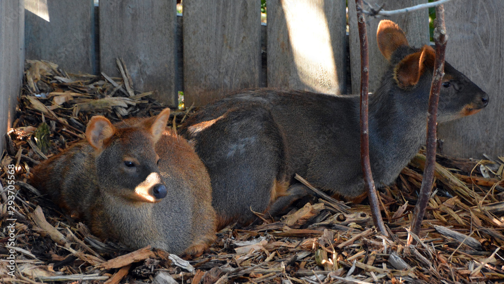are two species of South American deer from the genus Pudu, and are the ...