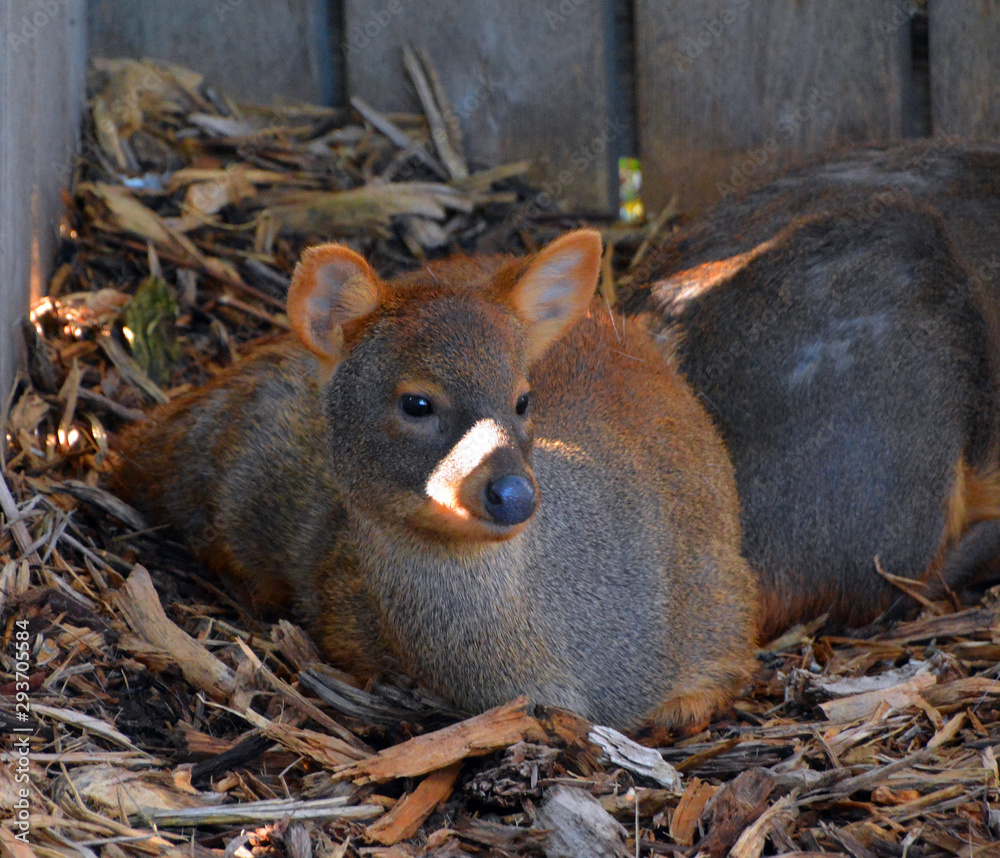 are two species of South American deer from the genus Pudu, and are the ...