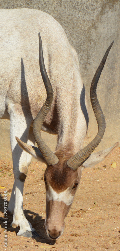 Addax (Addax nasomaculatus), also known as the white antelope and the ...
