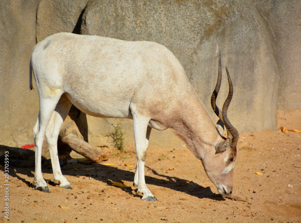 Addax (Addax nasomaculatus), also known as the white antelope and the ...