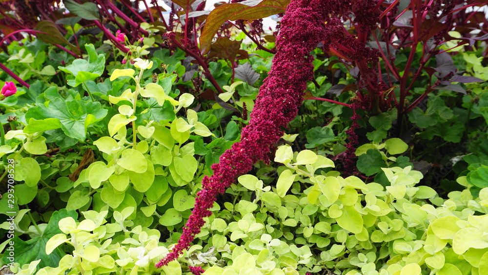 Vivid Amaranthus Caudatus flowers on green plants background close up. Also known as as love ...