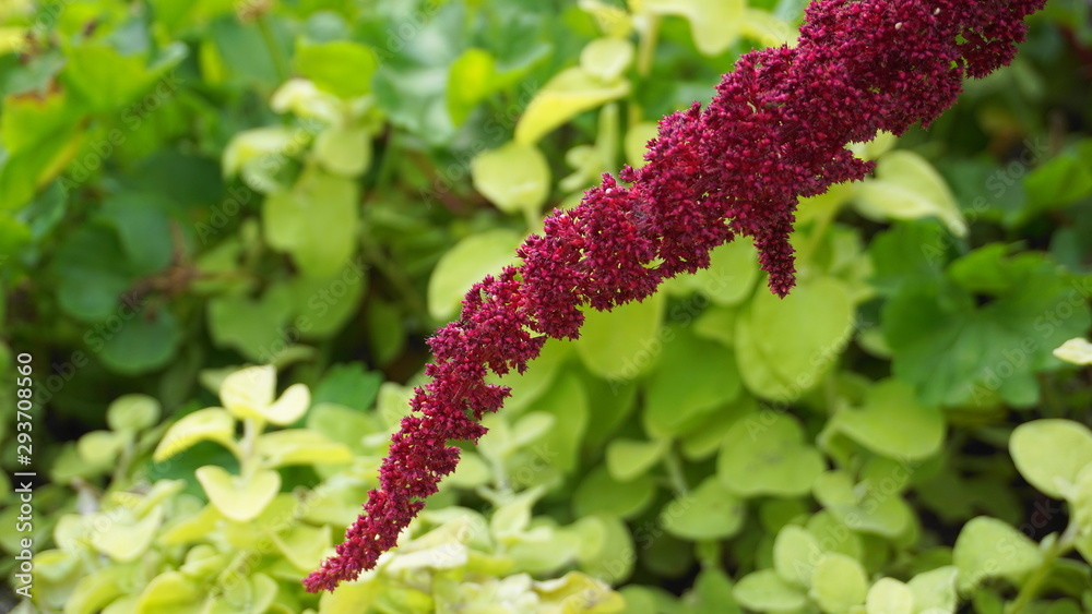 Vivid Amaranthus Caudatus flowers on green plants background close up ...