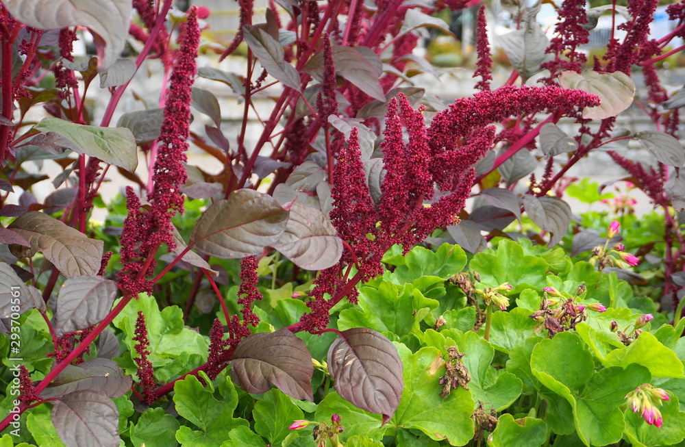Vivid Amaranthus Caudatus flowers on green plants background close up. Also known as as love ...