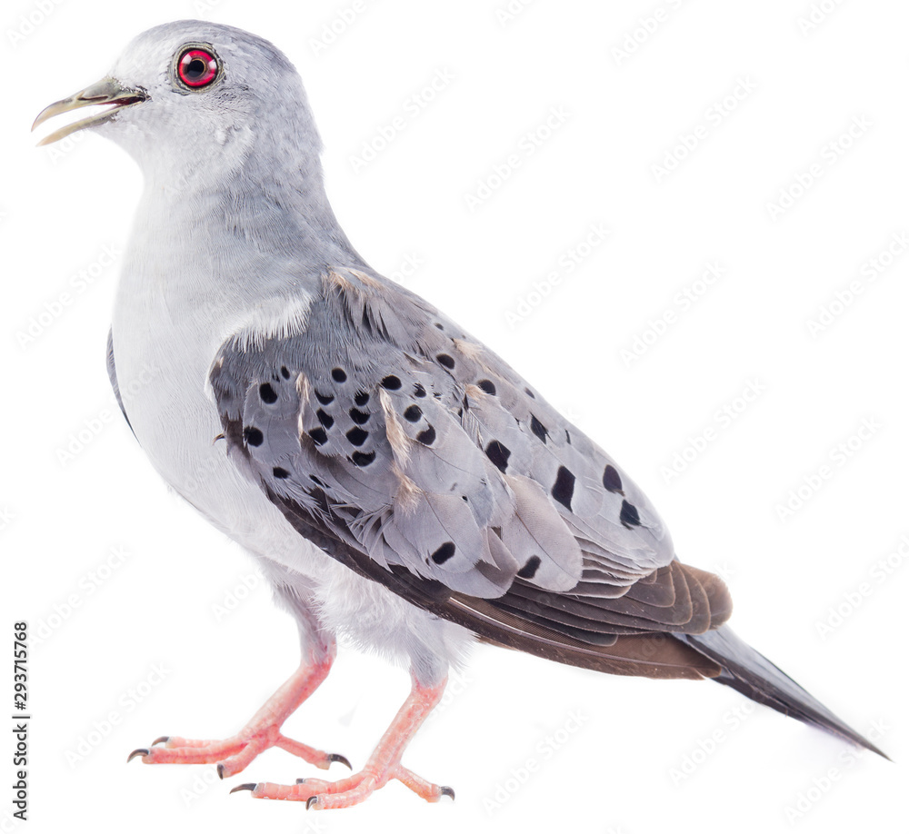 Palomita Stock Photo | Adobe Stock