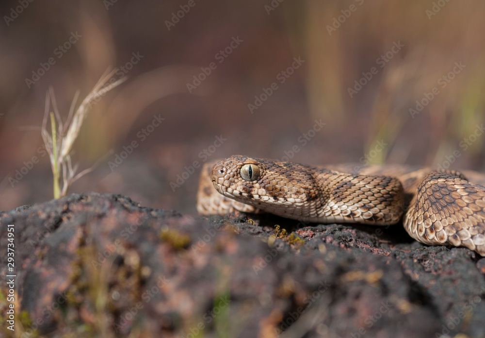 Saw-scaled Viper at Kaas Plateau,Satara,Maharashtra,India Stock Photo ...