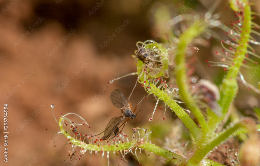 Drosera Indica with Trapped Insect seen at Kaas Plateau,Satara ...