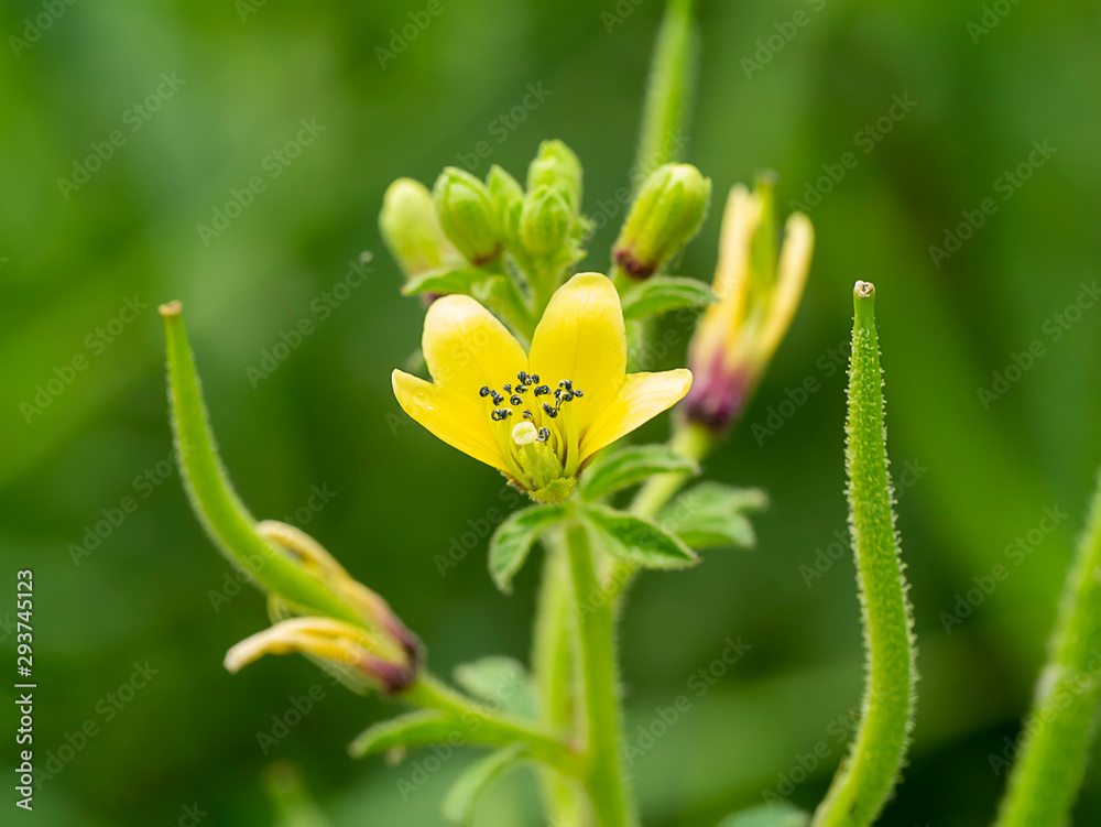 Cleome Viscosa