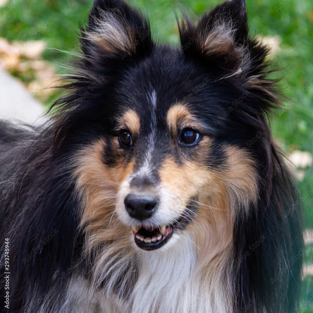 Black White And Tan Sheltie