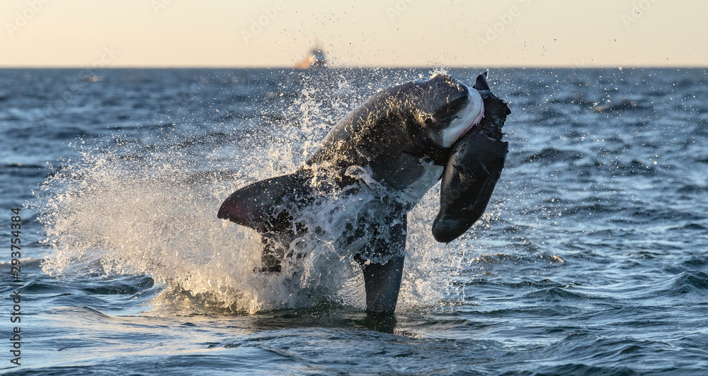 Breaching Great White Shark. Shark attacks the bait. Scientific name ...