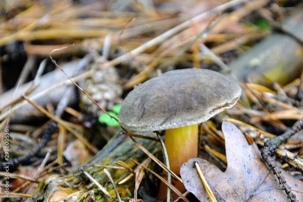Xerocomus subtomentosus, commonly known as suede bolete, brown and ...