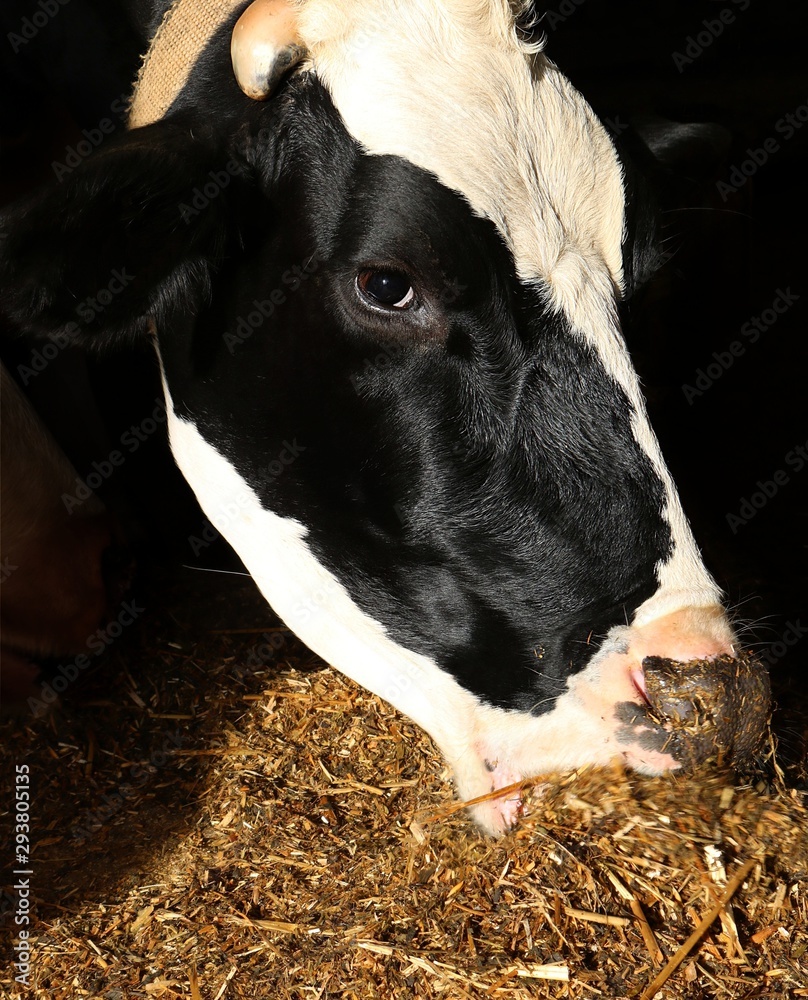 Holstein Cow Face