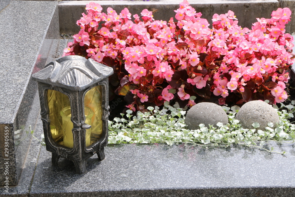 Begonien Für Friedhof