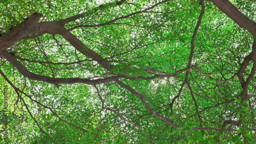4K background footage of sun light shining through beautiful green tree ...