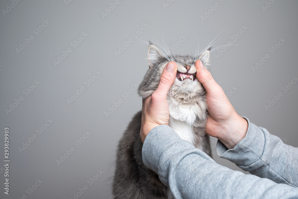 human hand holding young maine coon cat's head showing teeth in front ...