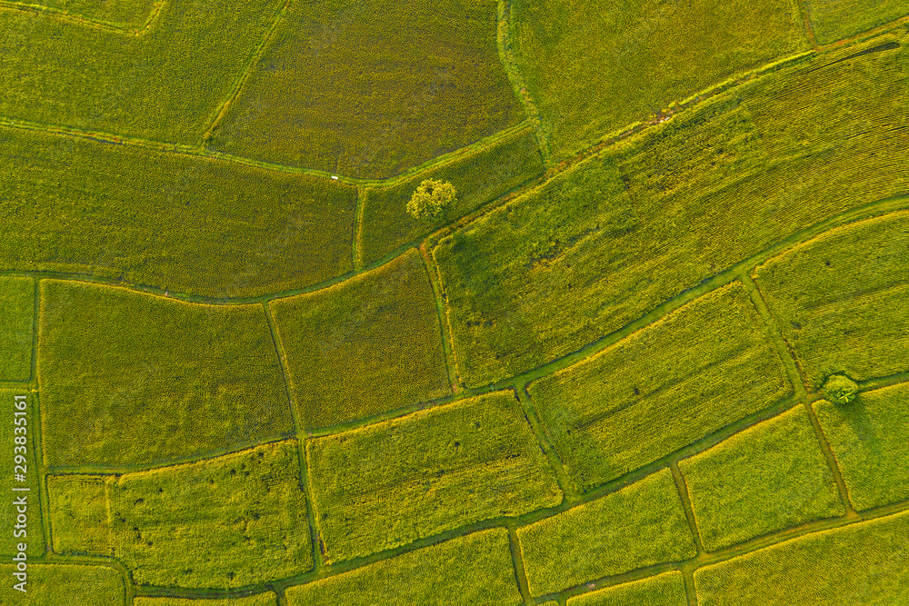 Beautiful aerial top view in Green Rice Field In Northern Of Thailand ...