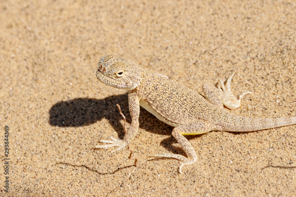 Toadhead agama Phrynocephalus mystaceus on a sand dune in Dagestan ...