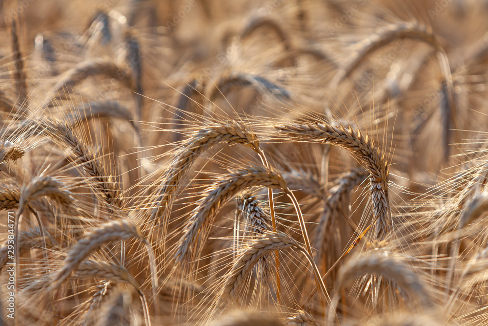 Getreide in Deutschland Stock Photo | Adobe Stock