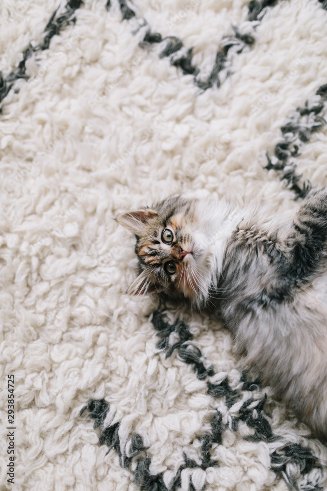 Puffy Little Cat Stock Photo | Adobe Stock