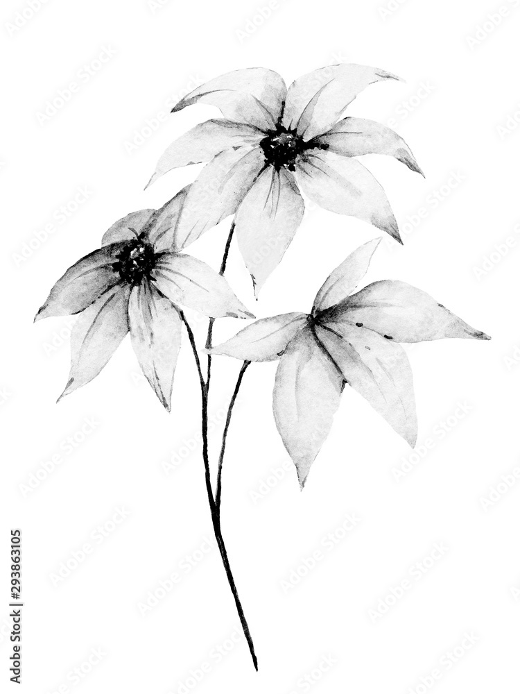 Watercolor white flower. Floral illustration isolated on white ...