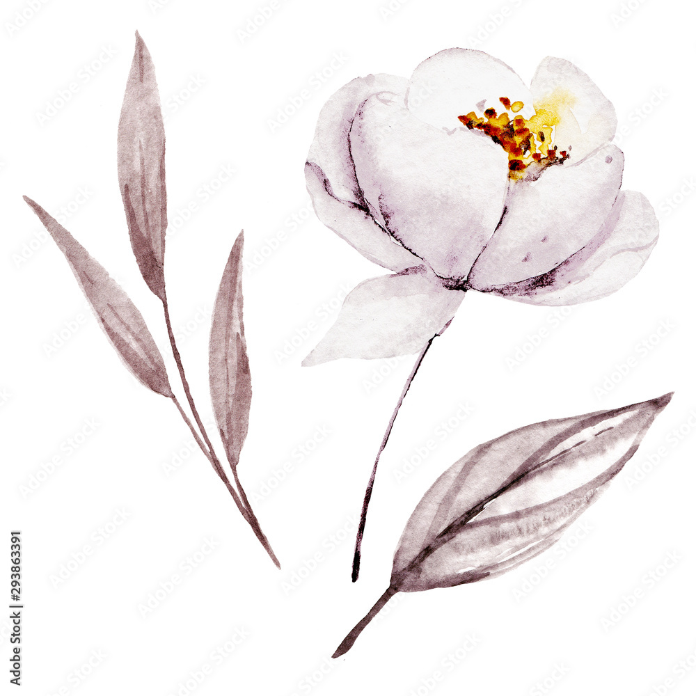 Watercolor white flower and leaves set. Floral illustration isolated on ...