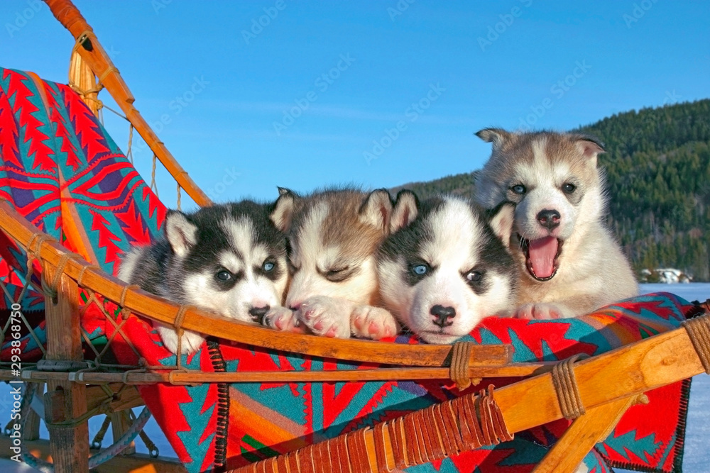 Four adorable Siberian Husky puppies together in sleigh. Stock Photo ...