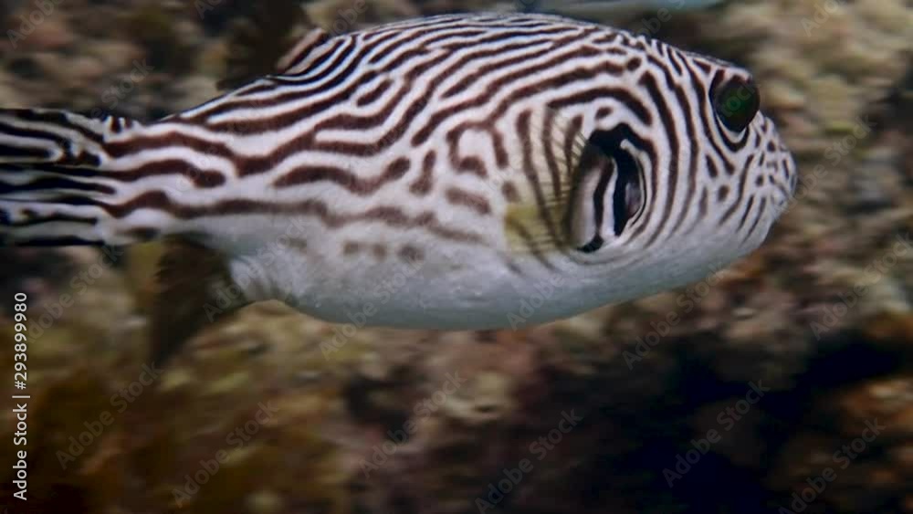 Vídeo do Stock: Adult narrow-lined puffer fish (Arothron manilensis ...