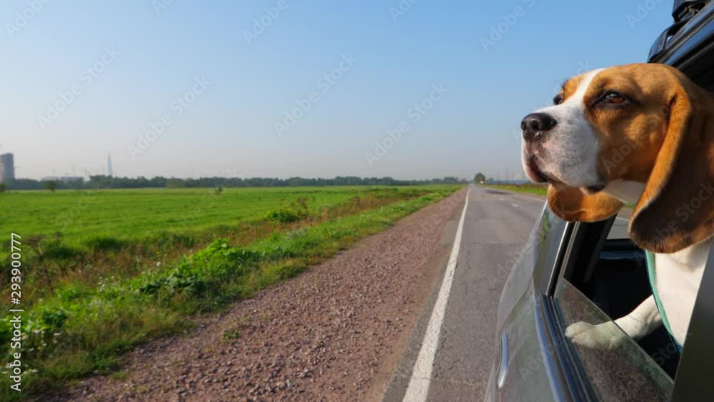 Pensive dog stay looking from car window, vehicle ride at road along ...
