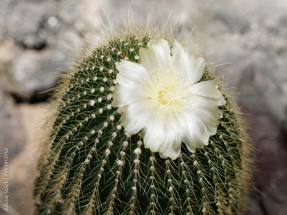 Beautiful large sulphur yellow flower of the Parodia schumanniana subs ...