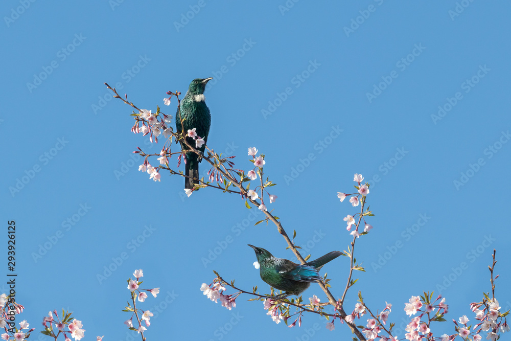 New Zealand native birds Tui are sitting on the branches of cherry tree ...