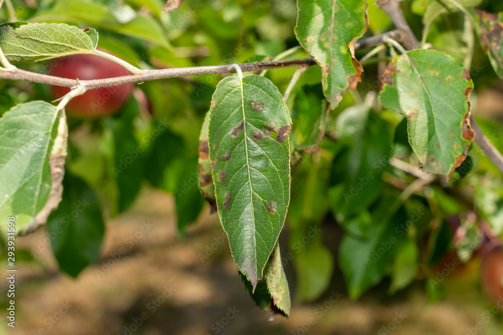 scab on the leaves and fruits of an apple tree close-up. Diseases in ...