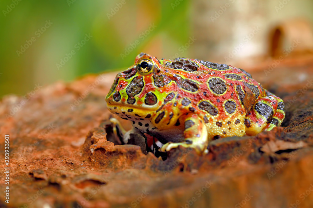 the high red ornate frog, ceratophrys ornata or was called in pac man ...