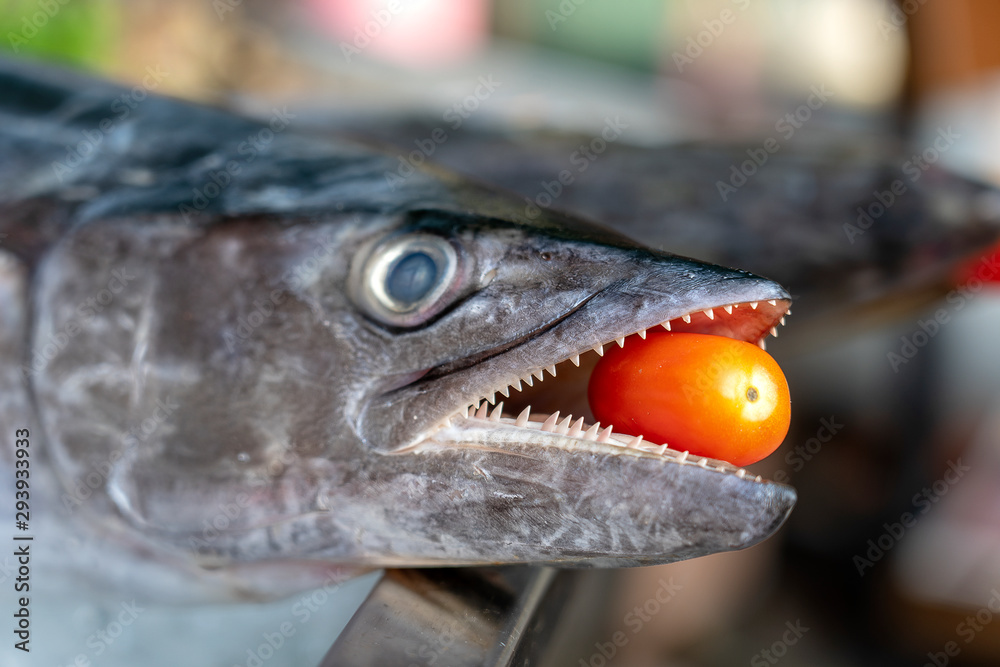 Closeup on barracuda teeth with red tomato. Sea fresh fish barracuda at ...