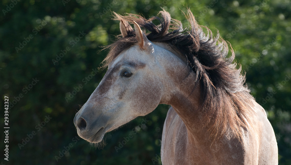 Grey Azteca Horse