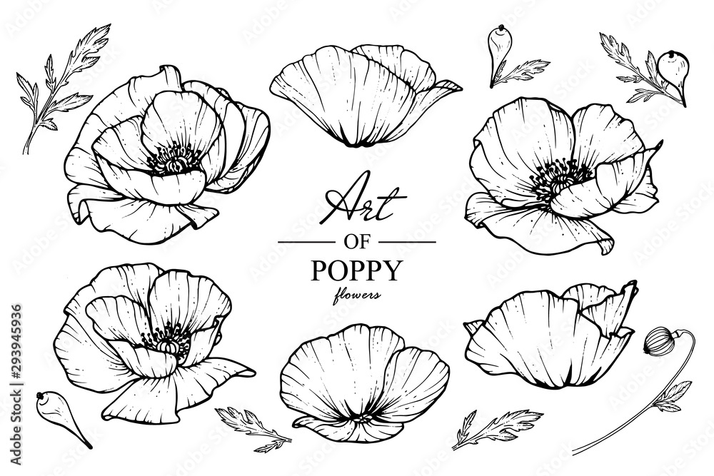 Sketch Floral Botany Collection. Poppy flower drawings. Black and white ...