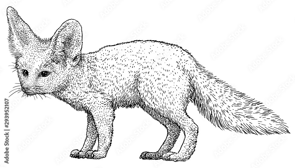 Fennec fox illustration, drawing, engraving, ink, line art, vector ...
